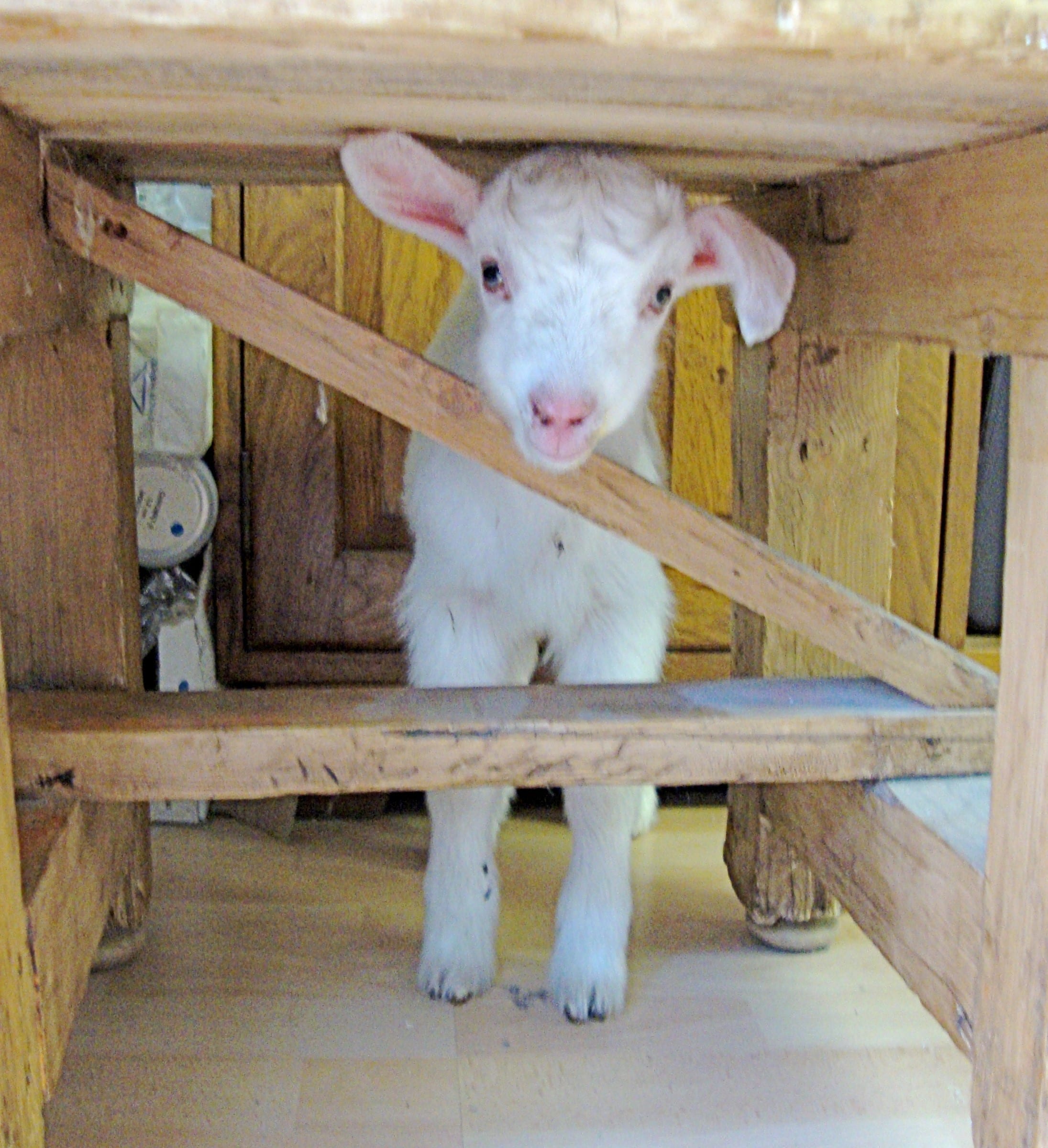 Media Kit | Chuckling Goat