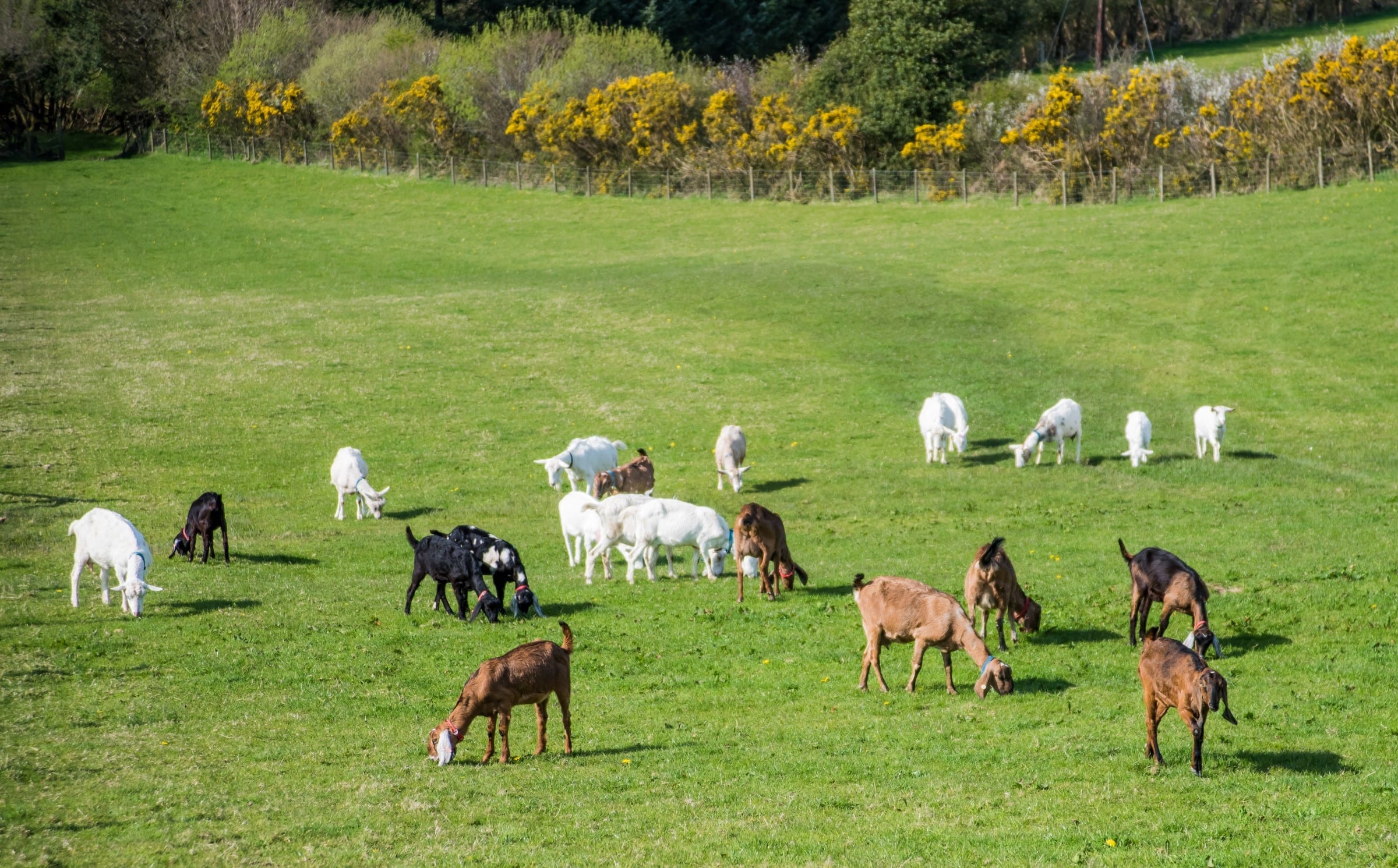 Media Kit | Chuckling Goat