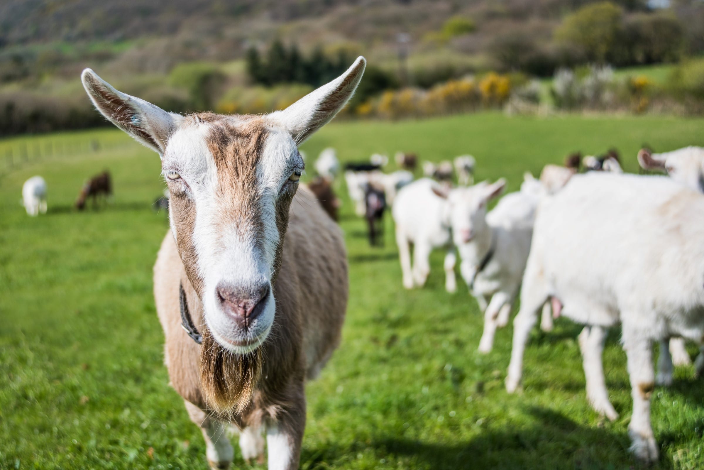 Media Kit | Chuckling Goat