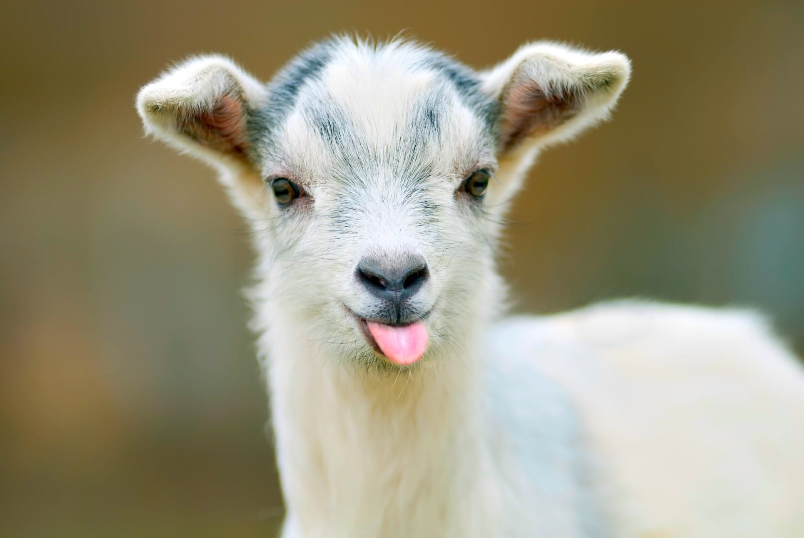 How to settle an upset tummy - naturally. - Chuckling Goat