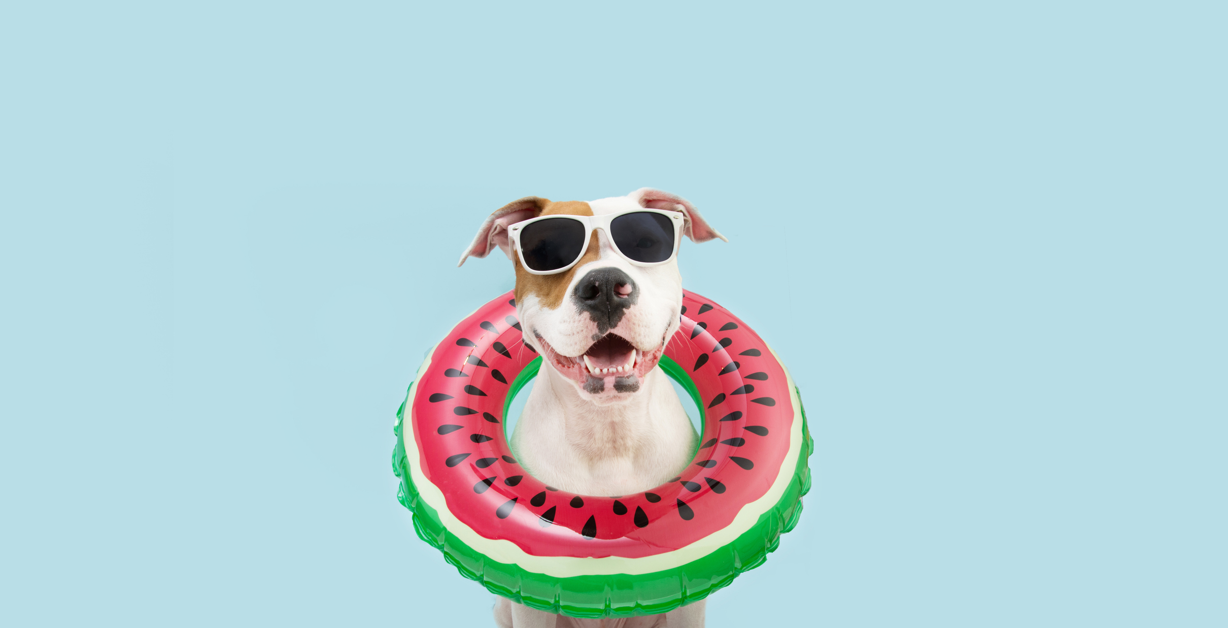 Take your gut health on holidays - Chuckling Goat