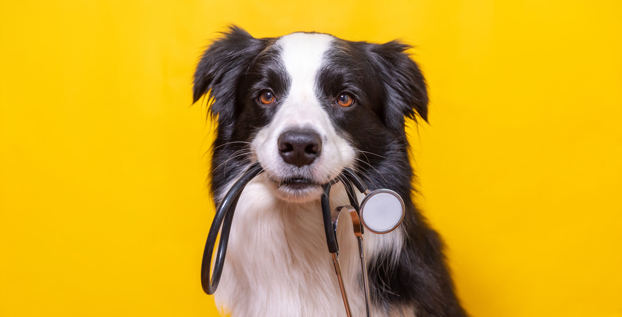 CG First Aid Kit for UTI & Cystitis - Chuckling Goat