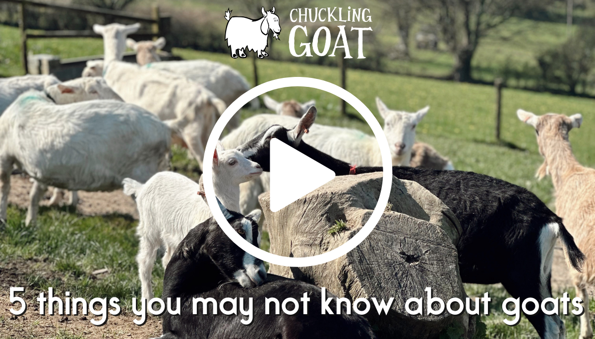 5 things you may not know about goats - Chuckling Goat